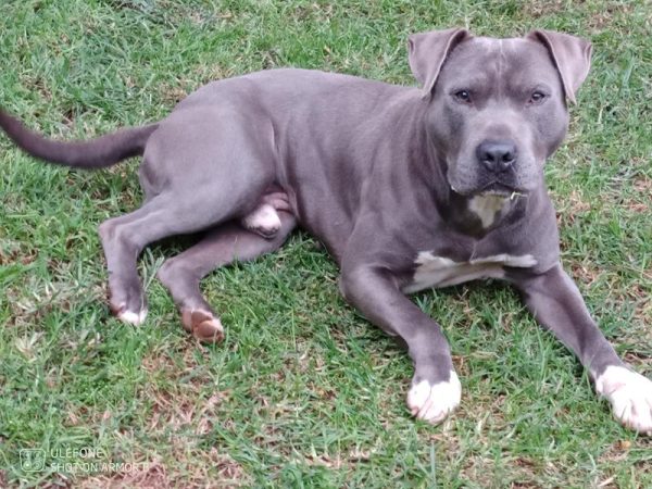 Our Pit Bulls - Kingsview Kennels